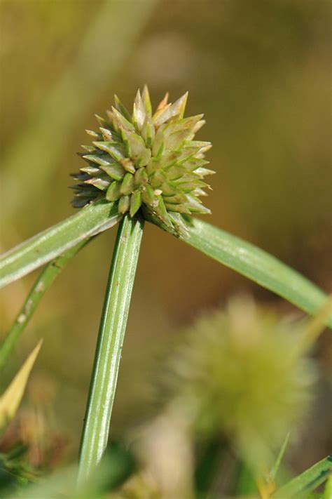 기타 꽃파대가리 기타 생물종 Bric