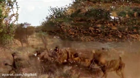 حمله سگ های وحشی