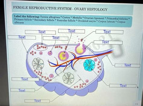 Female Reproductive System Ovary Histology Label The Following Tunica Albuginea Cortex