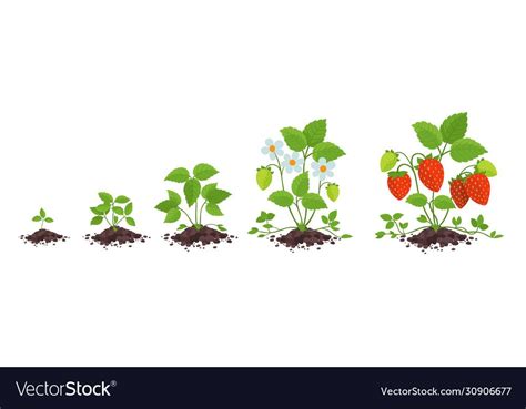 Strawberry Plant Growth Stages Fragaria Vector Image On Vectorstock