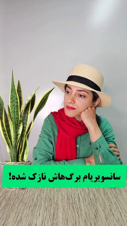 بعضی اوقات، علت ساده‌تر از اون چیزیه که فکرش رو می‌کنی😎 سانسویریا