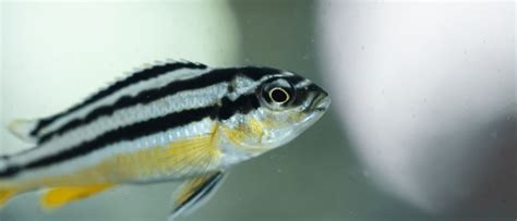 Imaging The Retina With Diy Microscopes Biotechniques