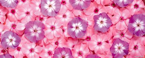Flower Dual Monitor Wallpapers Top Free Flower Dual Monitor Backgrounds WallpaperAccess