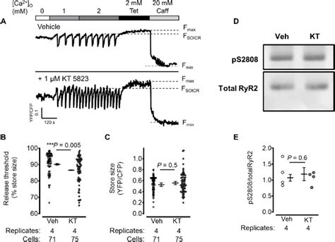 Effect Of Pkg Inhibition With Kt 5823 On Store Overload Induced Ca 2