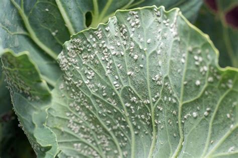 What Do Fly Eggs Look Like On Plants At Merle Petrucci Blog