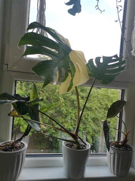 Why Are Thai Constellations Supposedly More Prone To Root Rot Rmonstera