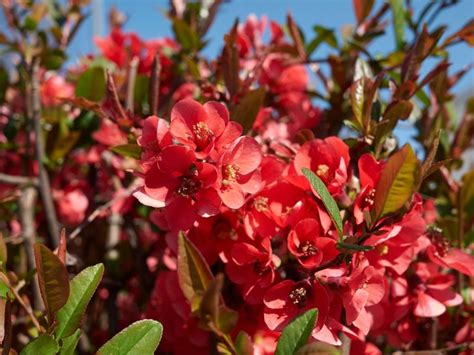 Do Quince Trees Make Good Hedges Tips For Growing A Fruiting Quince Hedge
