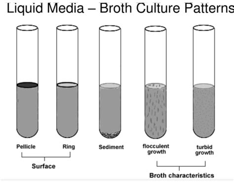 Broth Growth Quiz