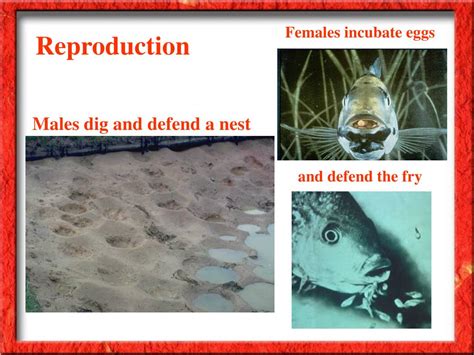 Ppt Tilapia Culture Powerpoint Presentation Free Download Id 4339367