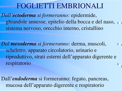 Ppt I Gameti Maschili Spermatozoi Sono Formati Allinterno Dei Testicoli Powerpoint