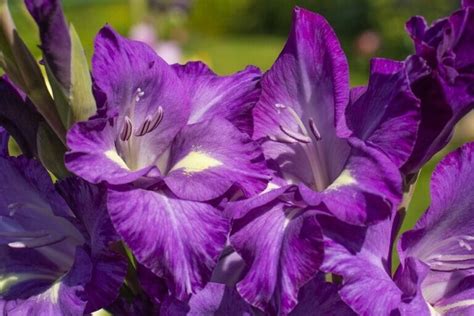 The Gladiolus Flower Meanings Symbolism And Cultural Significance