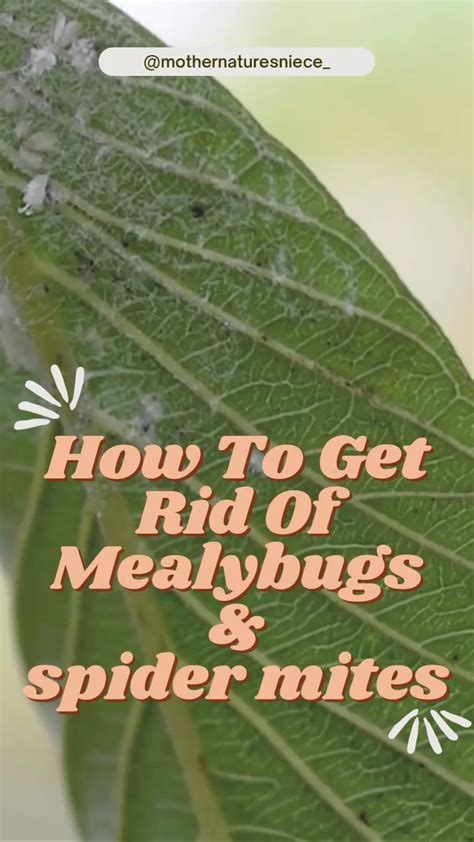 Get Rid Of Aphids Artofit