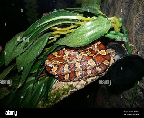 Stem Leaf Snake Hi Res Stock Photography And Images Alamy