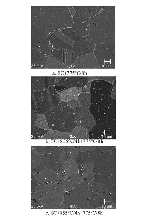 Typical Grain Microstructures Download Scientific Diagram