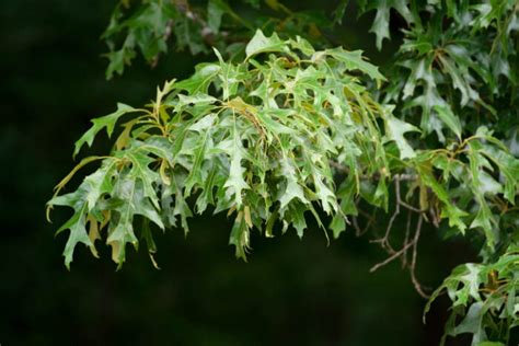 Southern Red Oak
