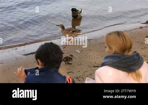 Mom And His Son Take Pictures Of A Duck With Ducklings On The Shore Of The Reservoir On A