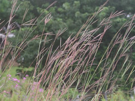 Species Spotlight The Native Grasses Edge Of The Woods Native Plant Nursery Llc