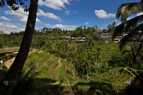 巴厘岛 稻田 乌布 印度尼西亚 水 气候 水平画幅 山 户外 水稻梯田