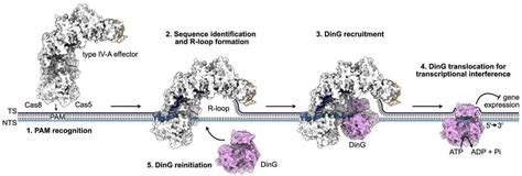 New Crispr System For Gene Silencing Doesnt Rely On Cutting Dna Lifeboat News The Blog