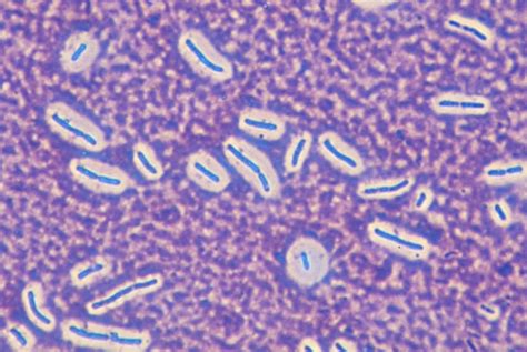 Bacterial Capsule Structure