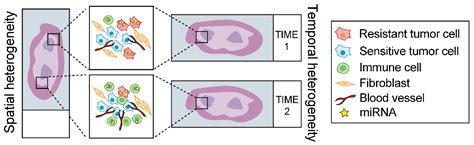Cancers Free Full Text MicroRNAs And Drug Resistance In Non Small Cell Lung Cancer Where