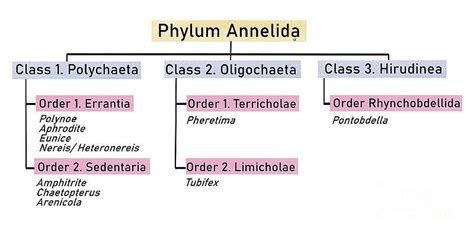 Classification Wall Art For Sale By Science Photo Library