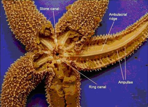 Echinodermata The Skeletal Systems Xhs