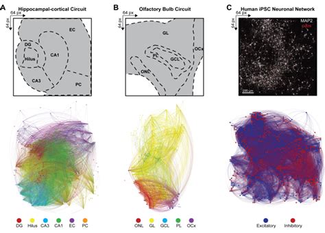 Recording And Analyzing Multimodal Large Scale Neuronal Ensemble