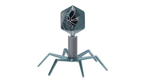 Phage Pngs For Free Download