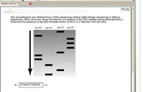 Solved This Autoradiogram Was Obtained From A Dna Sequenc