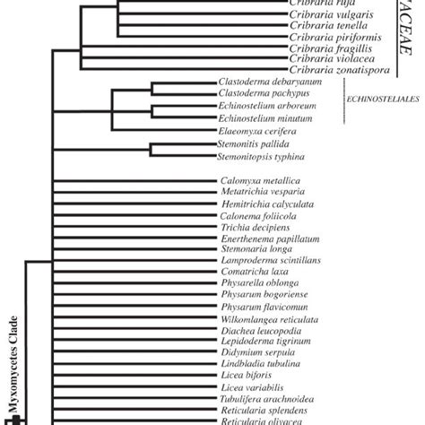 strict unresolved consensus tree from an analysis using equal character