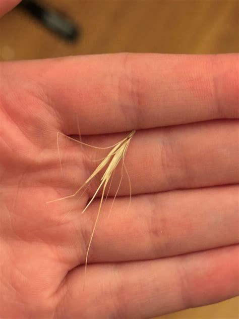 Dog Owners Warned About Grass Seed Injuries Homepage Western People
