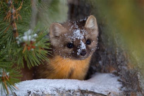 Pacific Marten