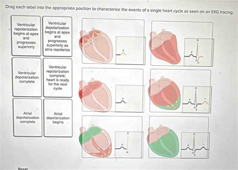 Solved Drag Each Label Into The Appropriate Position To Characterize The Events Of A Single