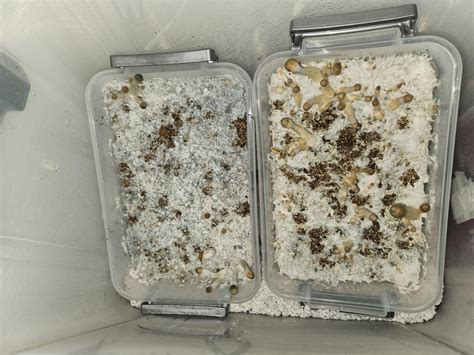 [general] Yellow Umbo Updates R Psilocybe Natalensis