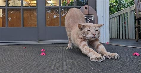 Were Only Half Way Through A Trip And I Miss My Cats A Bunch Album