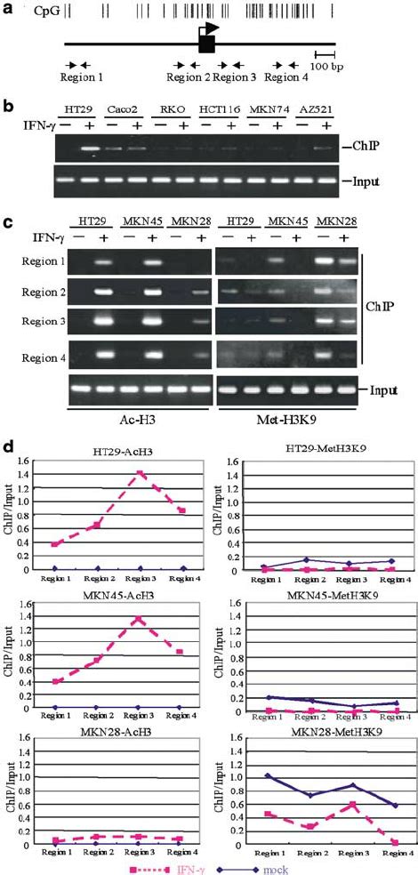 The Role Of Dnmt1 And Dnmt3b In The Silencing Of Ciita Piv Gene