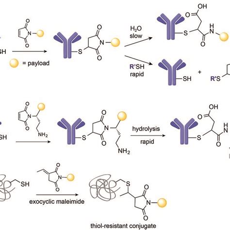 Maleimide Based Drug Conjugation A Maleimide Conjugation Leads To A Download Scientific