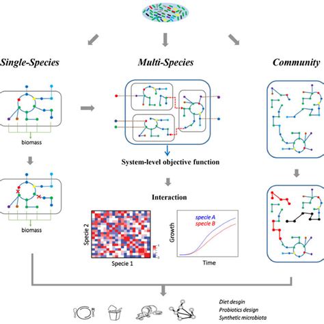 Metabolic Modeling Of The Gut Microbiome A Single Species Gem Is
