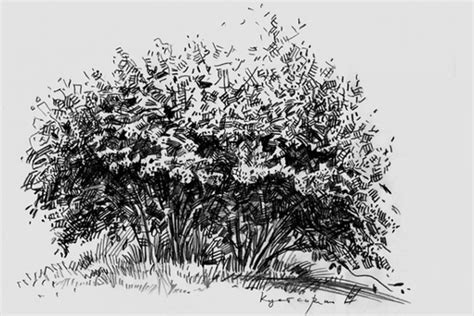 Кустарники рисунок карандашом Окружающий мир 2 класс Как нарисовать травянистое растение