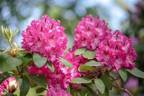 Rhododendron House Plant Care