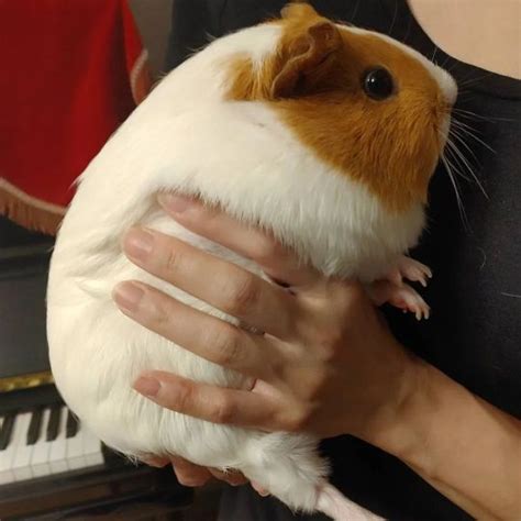 I Have GOT To Get More Sexy Draw More Coco Spoilers Loved Loved Loved