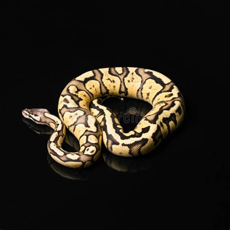 Female Ball Python Firefly Morph Or Mutation Stock Image Image Of