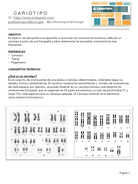 Cariotipo Descargar Gratis Pdf Cariotipo Cromosoma