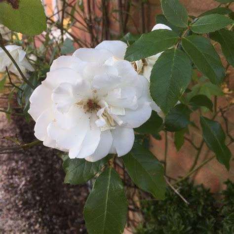 Rosa 'Climbing Iceberg', Rose 'Climbing Iceberg' (Climbing Floribunda ...