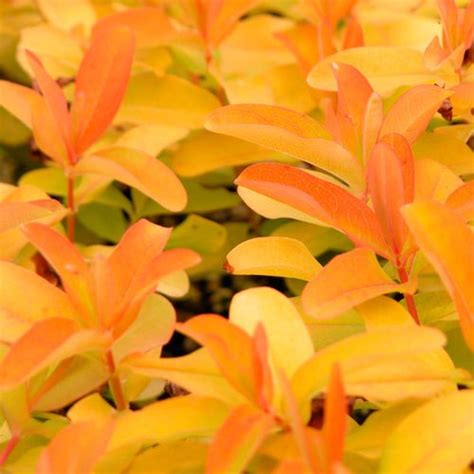 Hypericum Brigadoon Jackson And Perkins