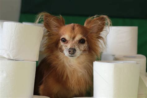 姜吉娃狗和卫生纸卷库存高清图片下载 正版图片503781131 摄图网