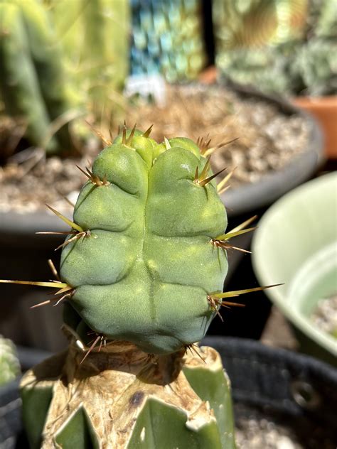 Lumpo R Sanpedrocactus