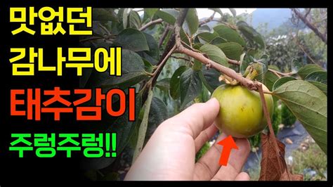 맛없던 감나무에 태추감이 주렁주렁 접목해서 기존 감나무를 태추감나무로 업그레이드 하세요 [태추감 접목 후 이때부터 수확가능합니다 ] Youtube
