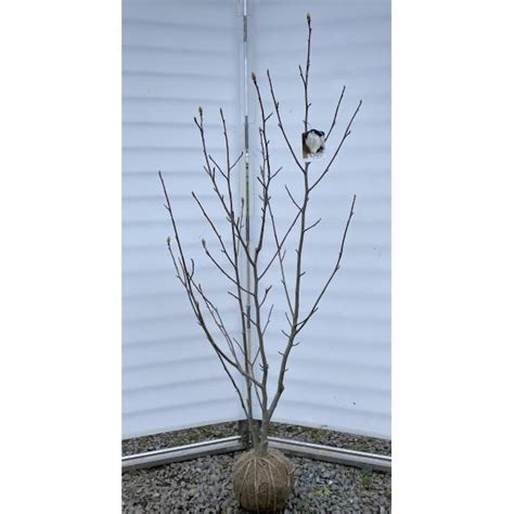 白モクレン 株立ち 約1 7m 現品発送 特大株 植木苗木大苗 白木蓮 ハクモクレン 白蓮 白花モクレン ハクレン マグノリア 送料無料